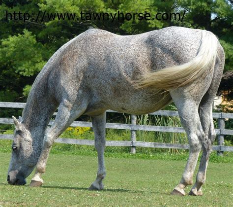 Flea Bitten Grey Quarter Horse