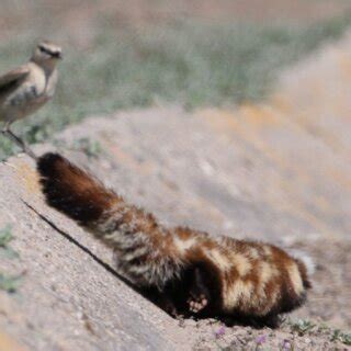 The Isabelline Wheatear And The Marbled Polecat At The Sultansazlığı