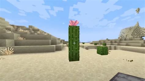 Minecraft Cactus Flower How To Get And Use It Techwiser