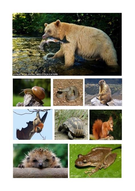 ζώα σε χειμερία νάρκη Artofit