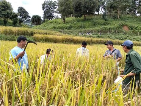 မုံးကိုး၌ မိုးစပါးစံကွက်ရိတ်သိမ်း တစ်ဧက တင်း ၁၅၀ ထွက်ရှိ Myanmar Digital News