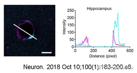 荧光共定位技术在生命医学研究中的应用与分析方法 知乎
