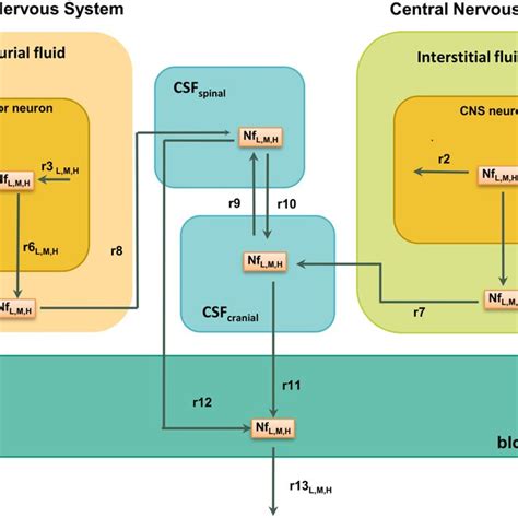 Model Diagram Representing The Structure Of The Nf Trafficking Model Download Scientific