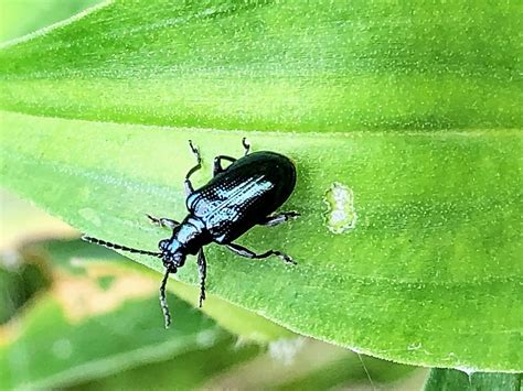 ハムシ科ルリクビボソハムシ 奥行き1mの果樹園