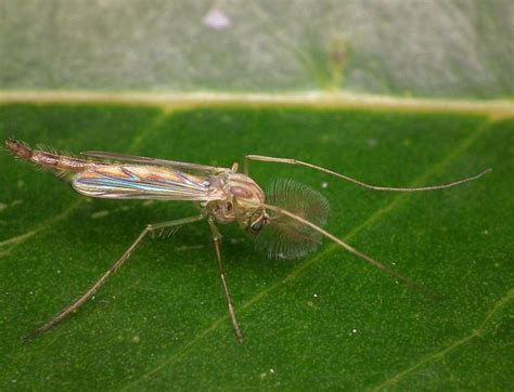 Damp And Warm Weather Sees Increase In Biting Insects In Uk Blue And
