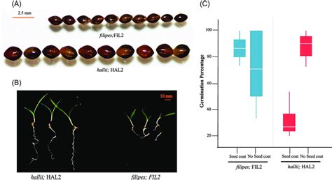 Seed And Seedling Size Differences And Seed Viability Tests Between