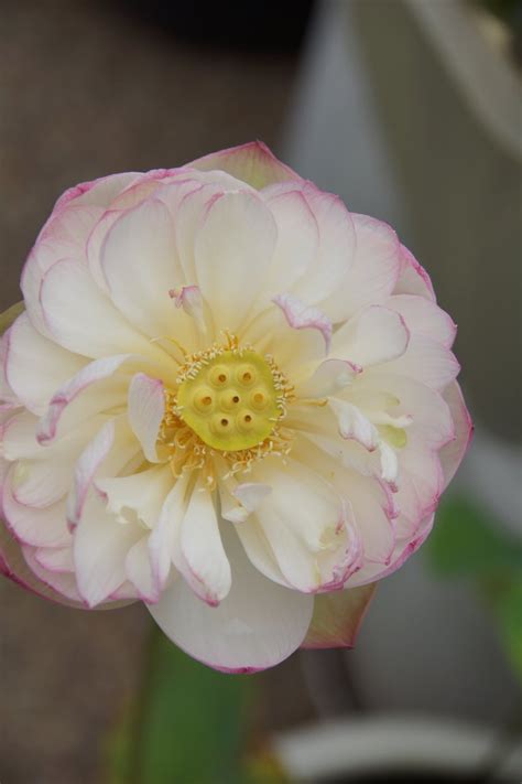 ハスの八重咲き みなもに浮かぶ睡蓮とそこに集まる虫たちの記