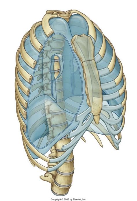Diagram Of Surfaces And Boundaries Of The Pleural Cavity Quizlet