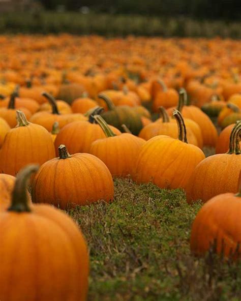 How To Count Items And Make Pie Charts In Microsoft Excel Hubpages