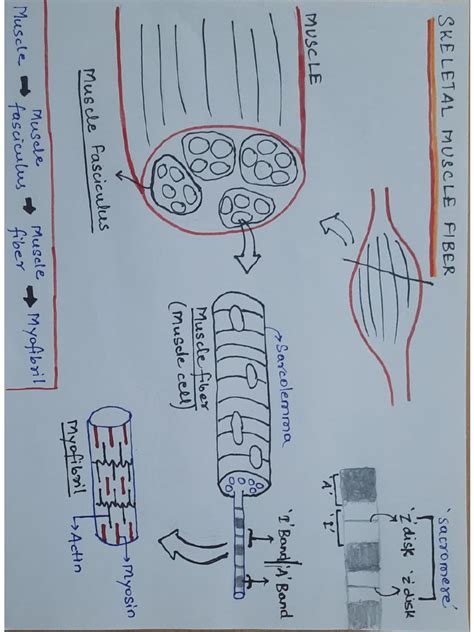 Skeletal Muscle Sarcomere Actin Myosin Nerve 240305 063720 Pdf