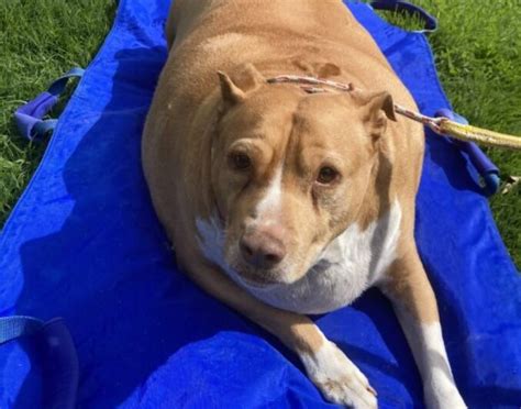 حکم زندان برای بیش از حد غذا دادن به حیوان خانگی عکس خبرآنلاین