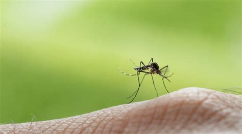 How To Prevent Mosquito Breeding Grounds