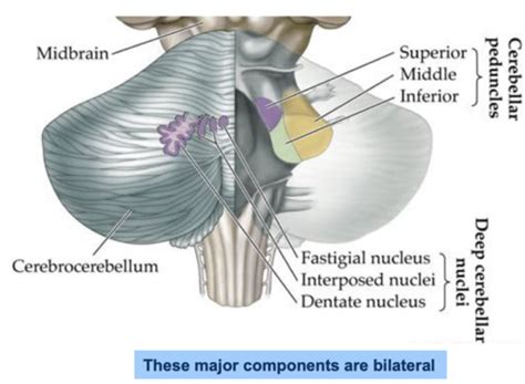 Cerebellum Part 1 Flashcards Quizlet