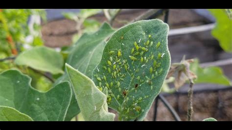 How To Get Rid Of Aphids On Eggplant Plants At Gary Razo Blog