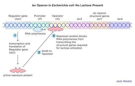 Operon Concept Jacob Monod Model Control Of Gene Expression In Prokaryotes Mcat Content