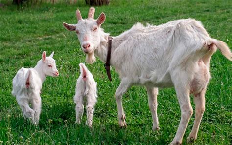 Best Goat Breeds For Beginners Simple Living Country Gal