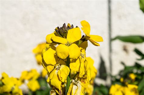 Šeboj Erysimum Cheiri Plantea