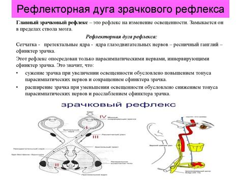 Analizatory презентация онлайн