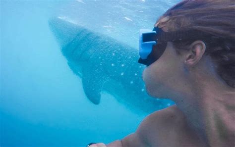 Whale Sharks In The Philippines Things To Know Before You Go