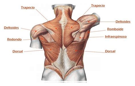 Espalda Natural Fitness Blog Músculos De Espalda Músculos Del