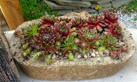 Hypertufa Planter With Sempervivum Succulents Hypertufa Succulents
