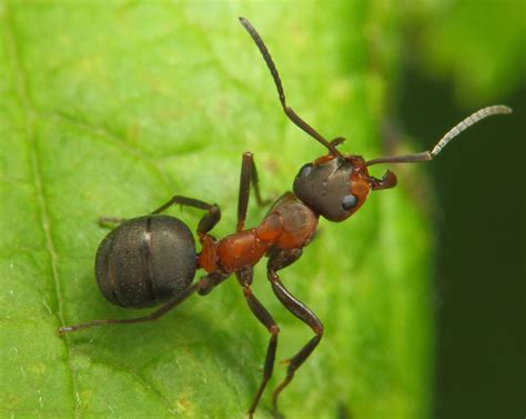 ヨーロッパヤマアカアリ Formica Rufa Picture Insect