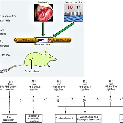 Experimental Scheme A Rat Model Construction And Hucmsc‐ev Collection Download Scientific