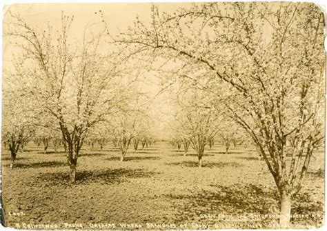 1900 Santa Clara County Blossoming Prune Orchard — Calisphere