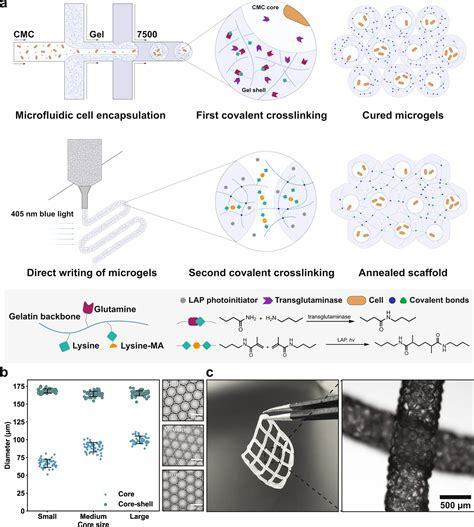 Droplet Microfluidic Bioprinting Of Living Materials Ufluidix