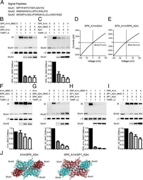 Glua1 Sp Determines The Heteromeric Ampar Assembly A Sequences Of Download Scientific