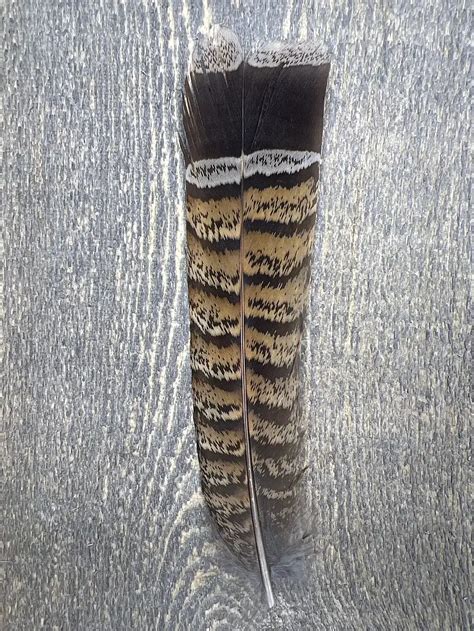Red Phase Ruffed Grouse Tail Feathers