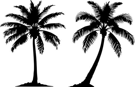 Palm Tree Vector Images And Graphics For Commercial Use Vectorstock