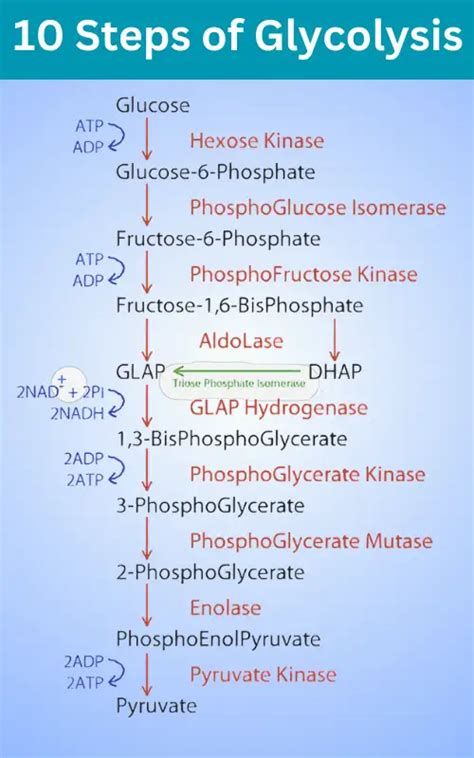 Glycolysis The 10 Step Process Of Glucose Metabolism Biology Teach