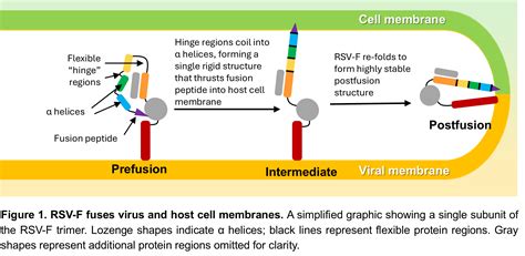 A Tale Of Two Fusion Proteins Rsv F And Hmpv F Research Communities