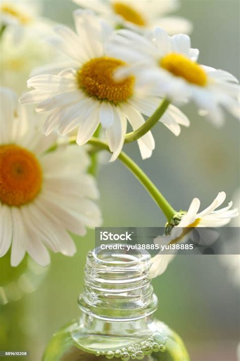 카모마일 에센셜 오일입니다 투명 한 병에 배경 흐리게 카모마일 꽃에 카모마일 오일 카밀레의 화장품 천연 화장품 개념 개념에 대한 스톡 사진 및 기타 이미지 Istock