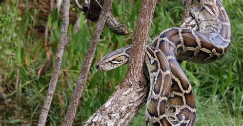 Pythons Now Spotted In Georgia How Many More States Will Be Invaded