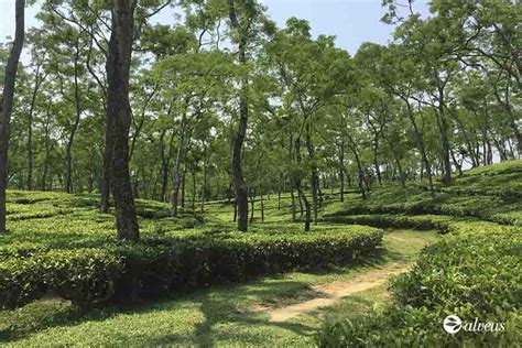 Assam Tea Complete Guide For Tea Businesses Alveus