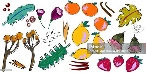 이국적인 열대 과일 세트 꽃 딸기 레몬 감귤 플랫 스타일로 손으로 그린 삽화 디자인과 장식을 위한 요소의 벡터 모음 0명에 대한 스톡 벡터 아트 및 기타 이미지 Istock