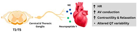The Heart Brain Axis In The Artificial Intelligence Era Integrating
