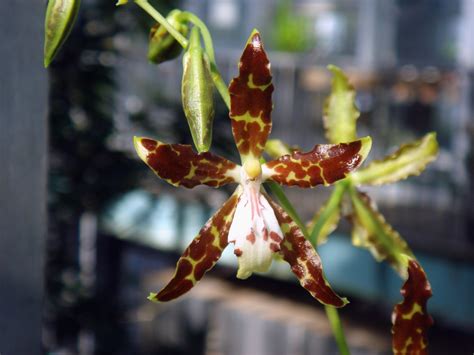 Oncidium Maculatum Lindley Lindley