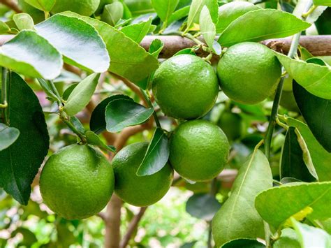 Dwarf Key Lime Tree
