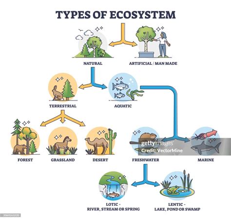 Types Of Ecosystem With Natural And Artificial Division Outline Diagram High Res Vector Graphic