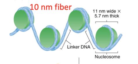 DNA RNA Flashcards Quizlet