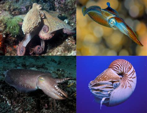 Episode 16 Cephalopods The Common Descent Podcast
