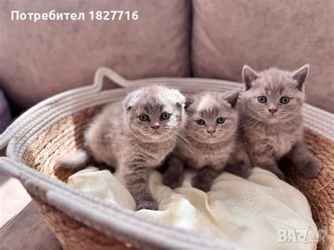 Британска късокосместа в Британска късокосместа в гр Сандански