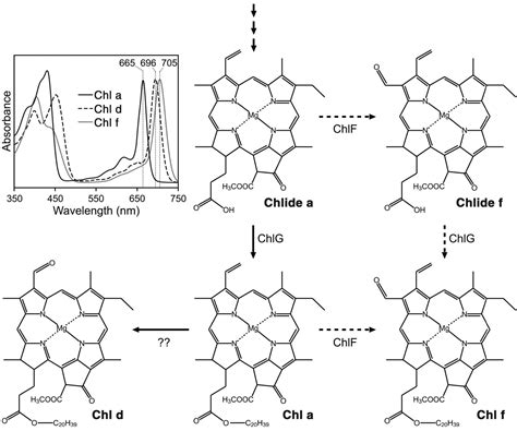 Light Dependent Chlorophyll F Synthase Is A Highly Divergent Paralog Of