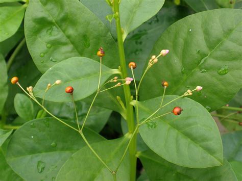 Talinum Paniculatum Talinaceae