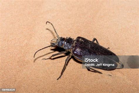 거대한 롱혼 딱정벌레 아랍 에미리트의 모래에 거대한 안테나와 야행성 또는 야간 사막 생물 0명에 대한 스톡 사진 및 기타 이미지 Istock