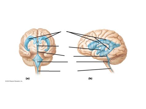 Ventricles Biol Exam 4 Diagram Quizlet