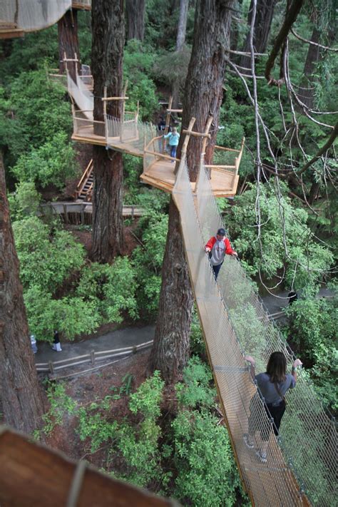 The Redwood Canopy Trail At Trees Of Mystery Is Northern California S